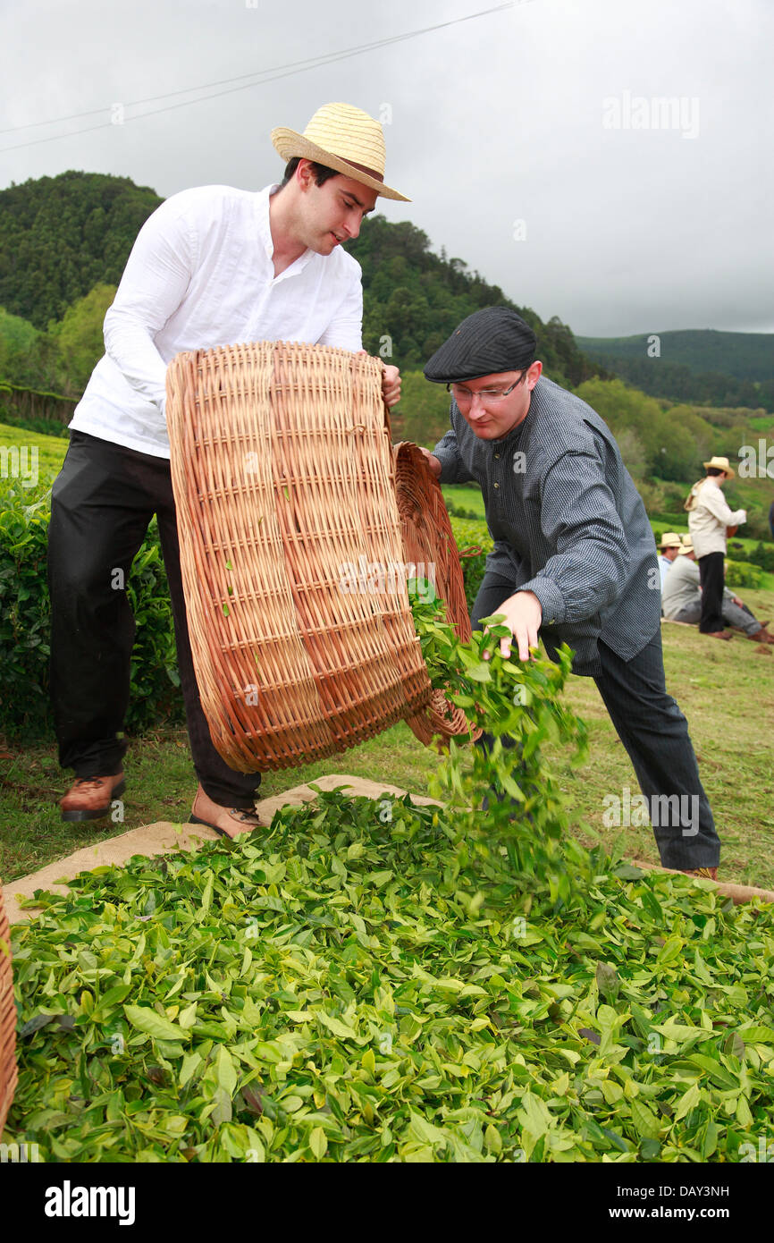 Azorean men working in tea hi-res stock photography and images - Alamy