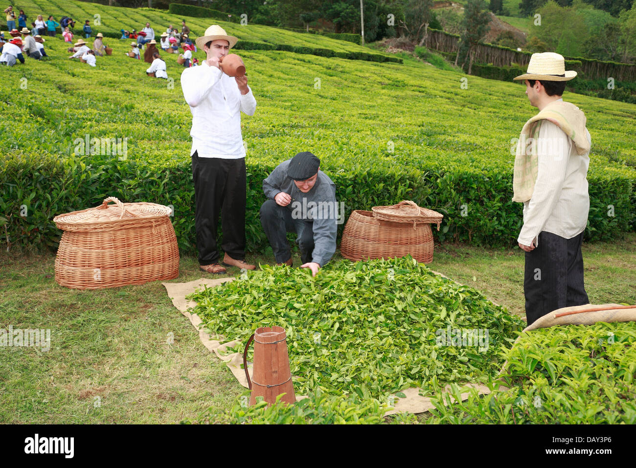 Azorean gardens hi-res stock photography and images - Alamy