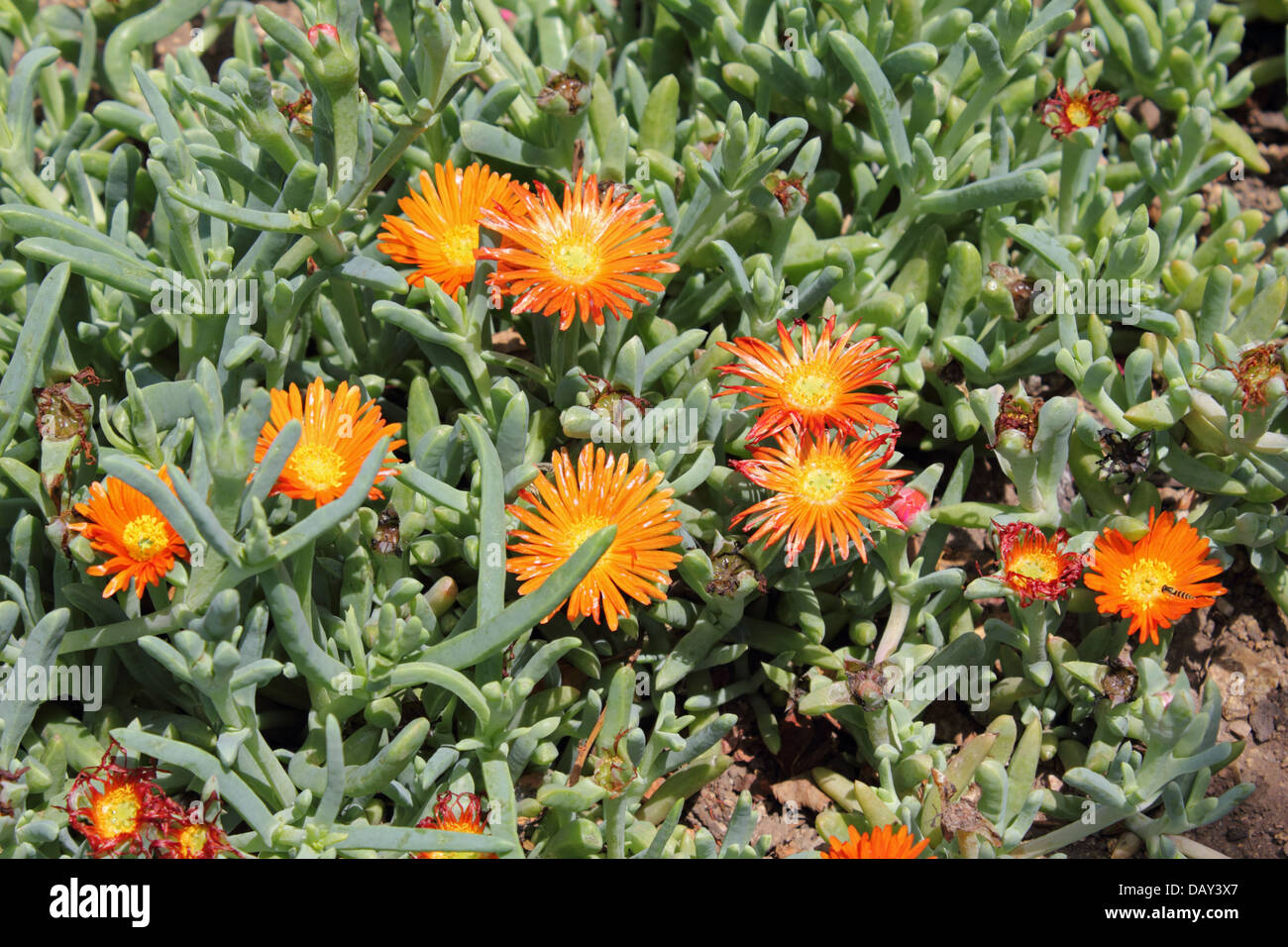 Exotic flowers on the Mediterranean island of Corsica Stock Photo - Alamy