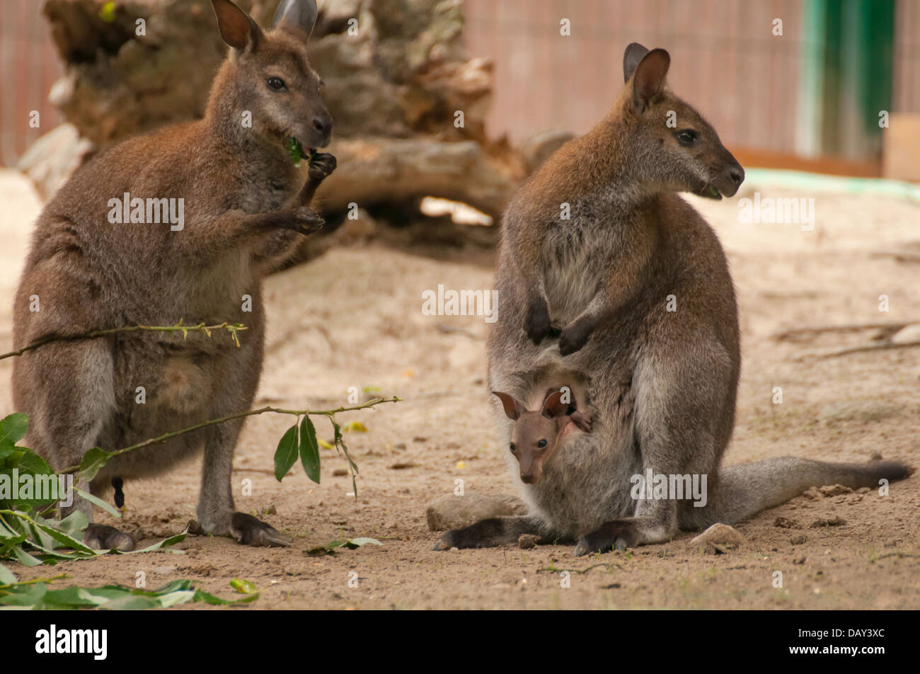 Macropus rufogriseus syn. Protemnodon rufogrisea Stock Photo - Alamy
