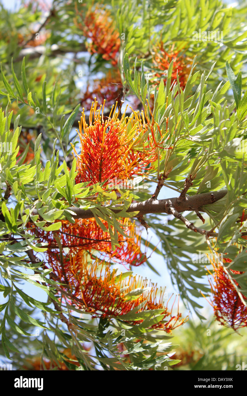 Exotic flowers on the Mediterranean island of Corsica Stock Photo - Alamy