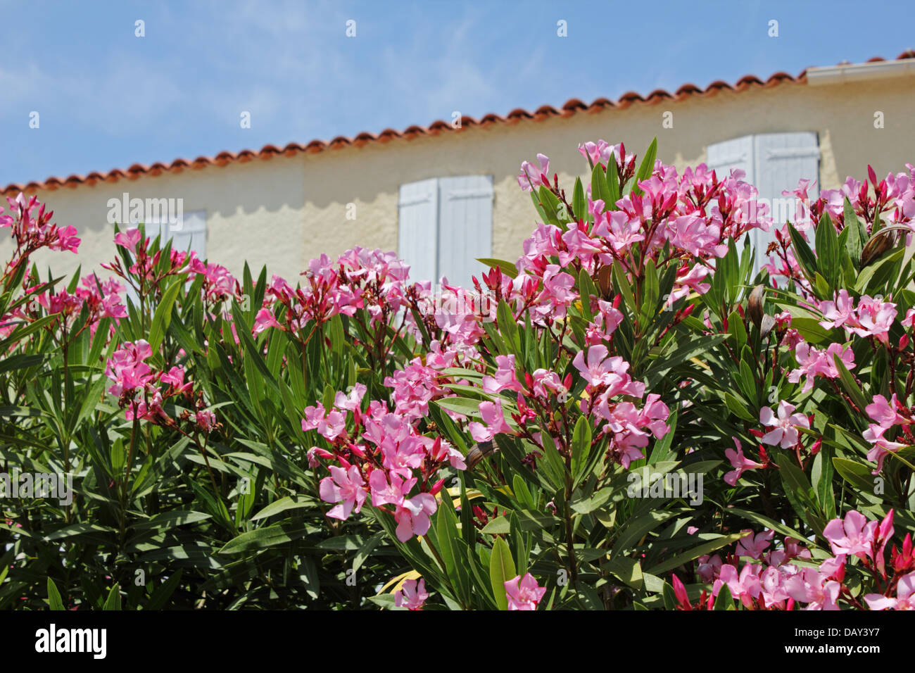 Exotic flowers on the Mediterranean island of Corsica Stock Photo - Alamy
