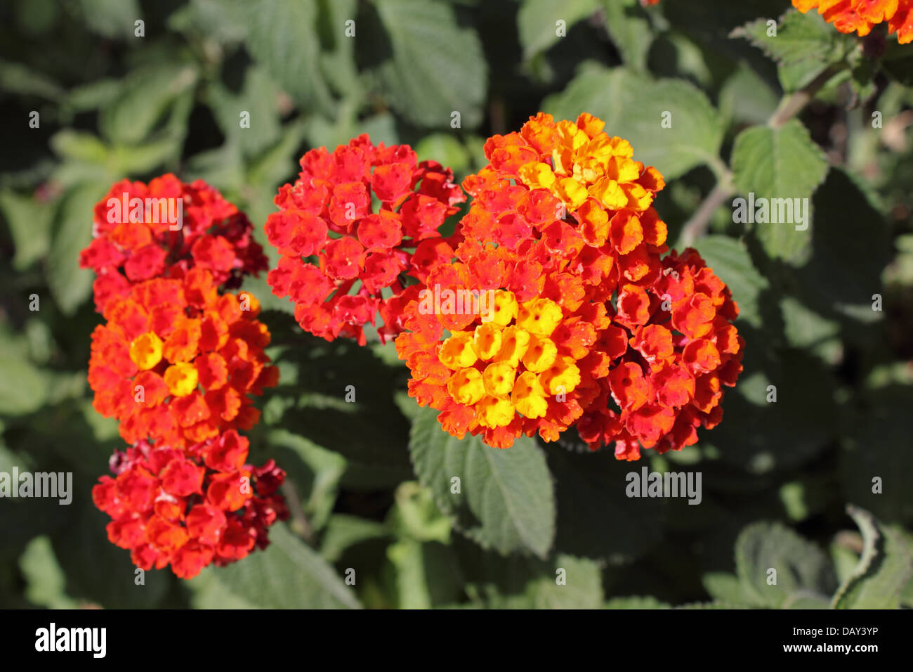 Exotic flowers on the Mediterranean island of Corsica Stock Photo - Alamy
