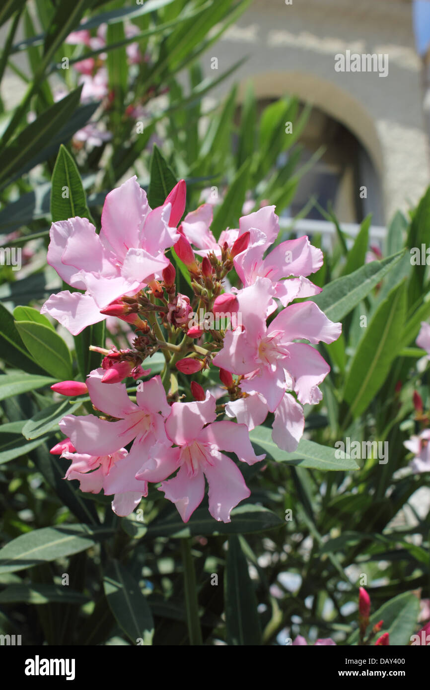 Exotic flowers on the Mediterranean island of Corsica Stock Photo - Alamy