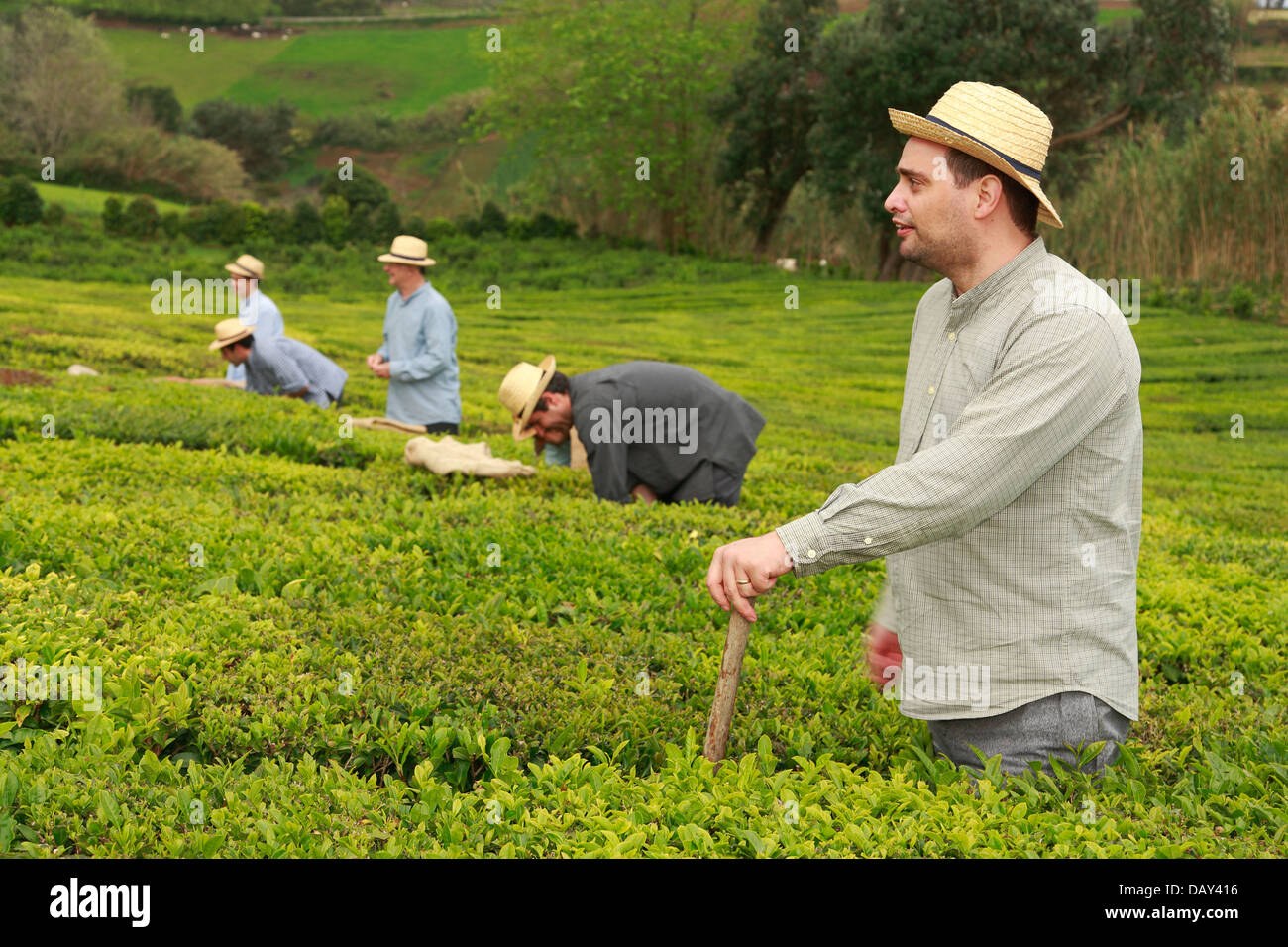 Azorean men working in the tea gardens at Porto Formoso, Sao Miguel ...