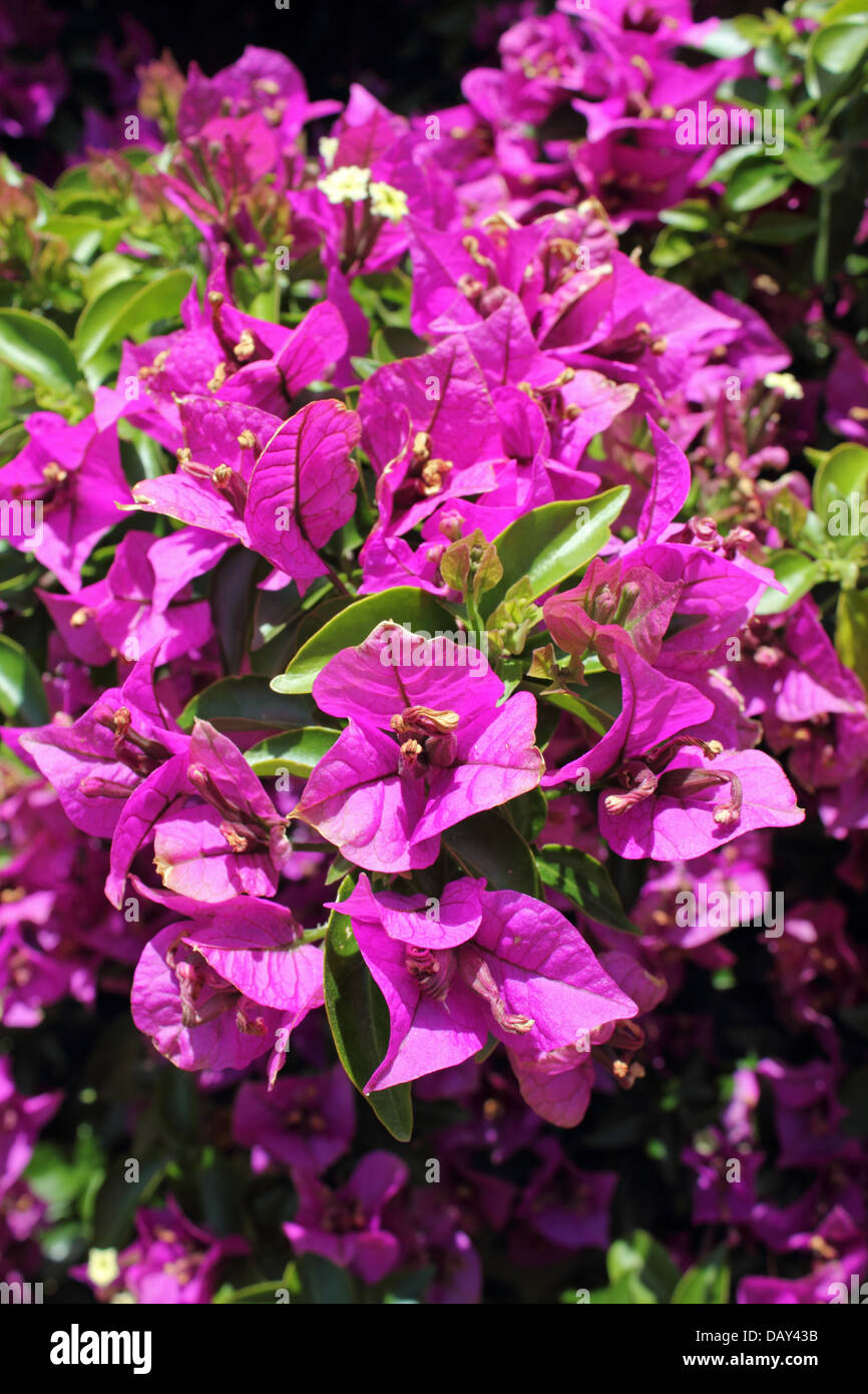 Bougainvillea with purple bracts on the Mediterranean island of Corsica ...