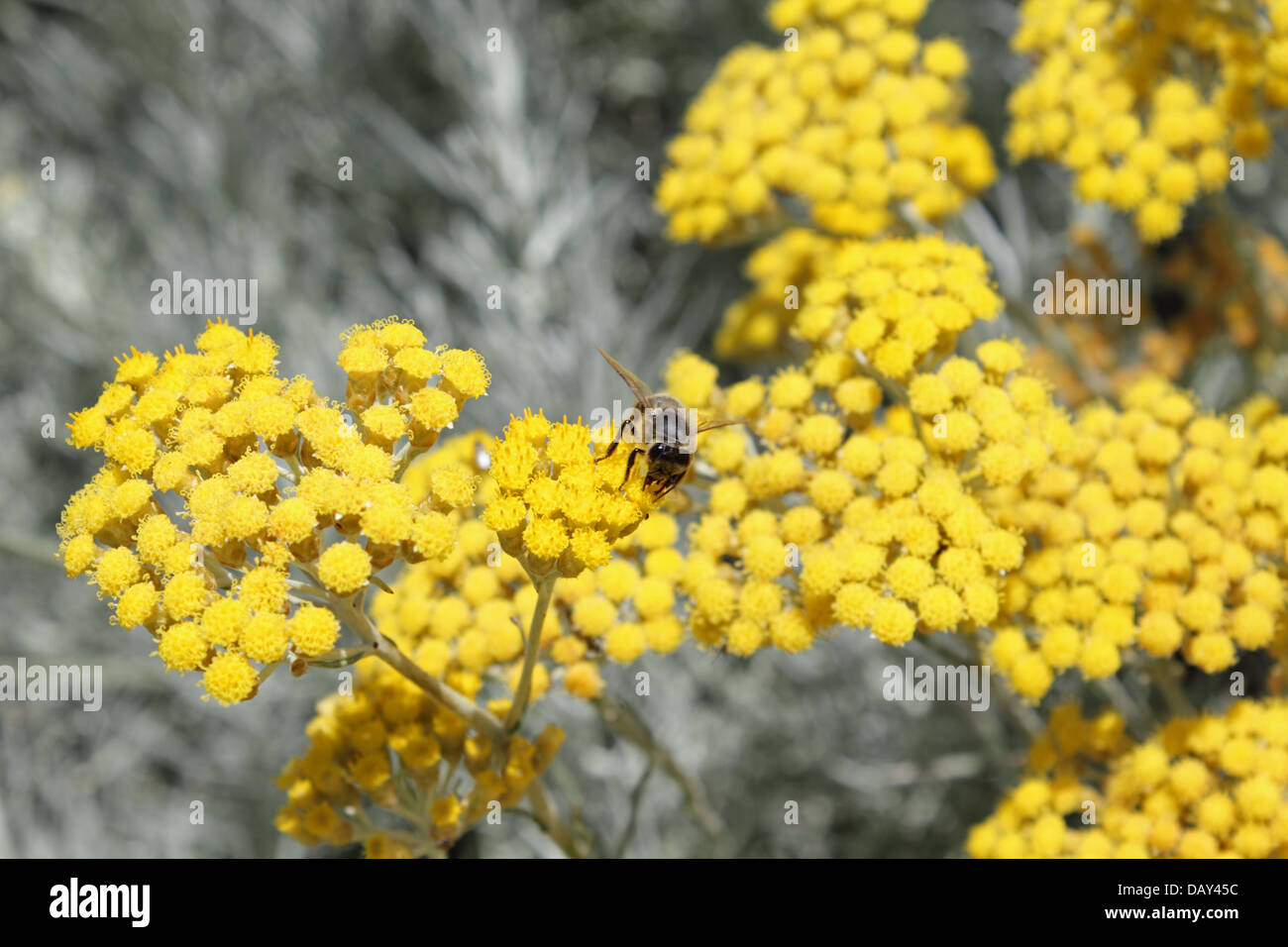 Exotic flowers on the Mediterranean island of Corsica Stock Photo - Alamy
