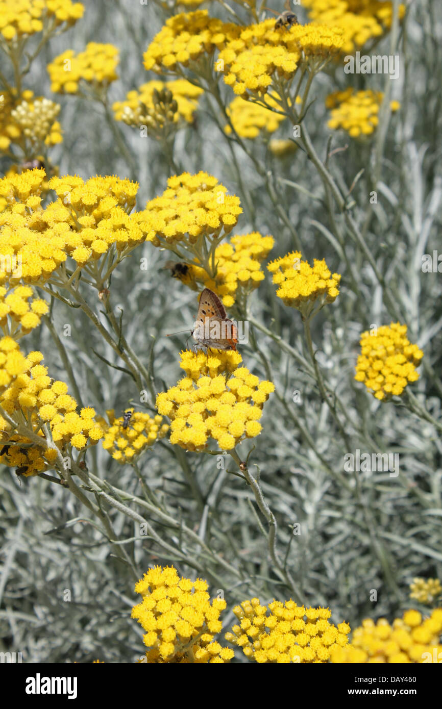 Exotic flowers on the Mediterranean island of Corsica Stock Photo - Alamy