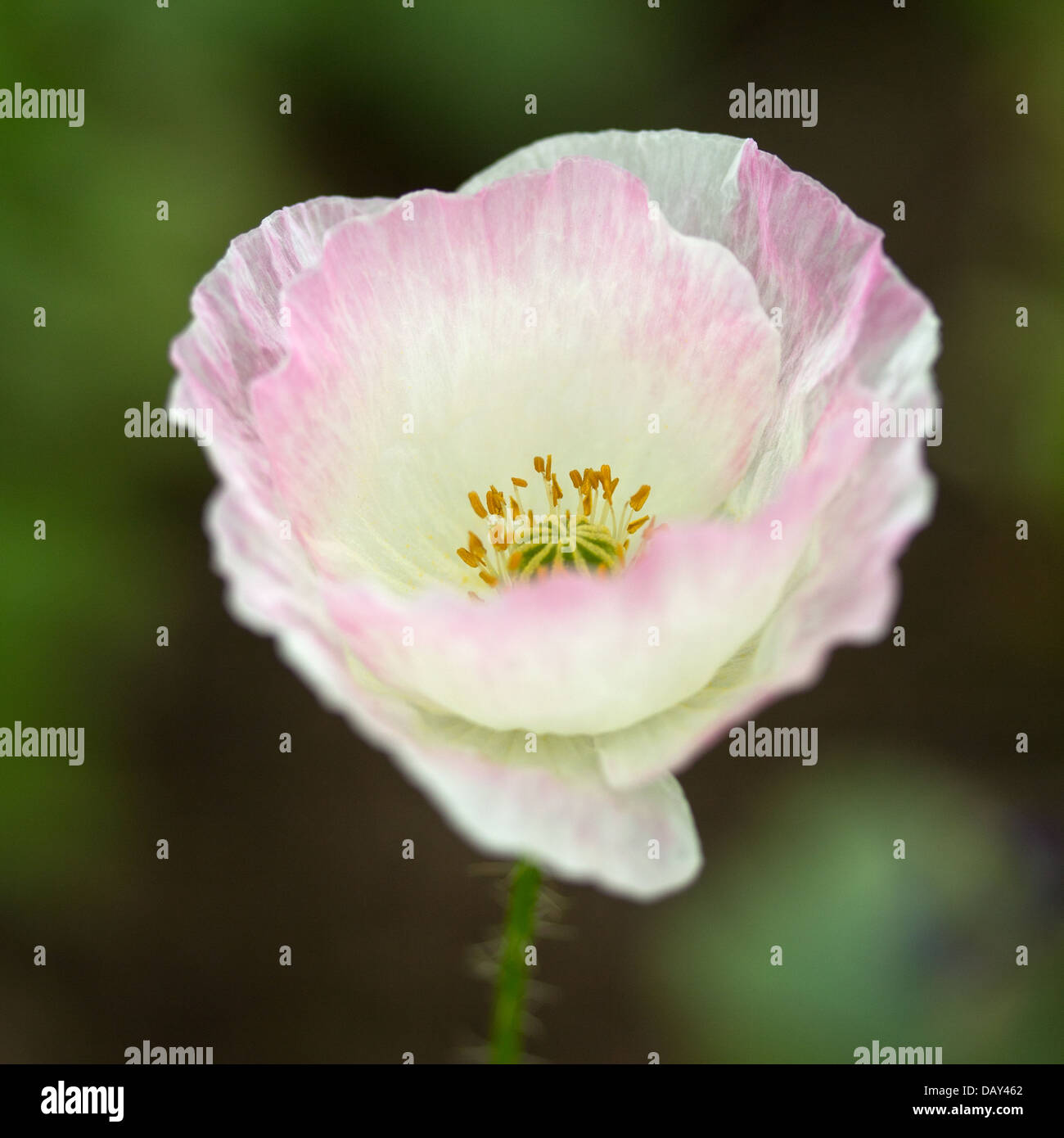 pink poppy portrait Stock Photo - Alamy