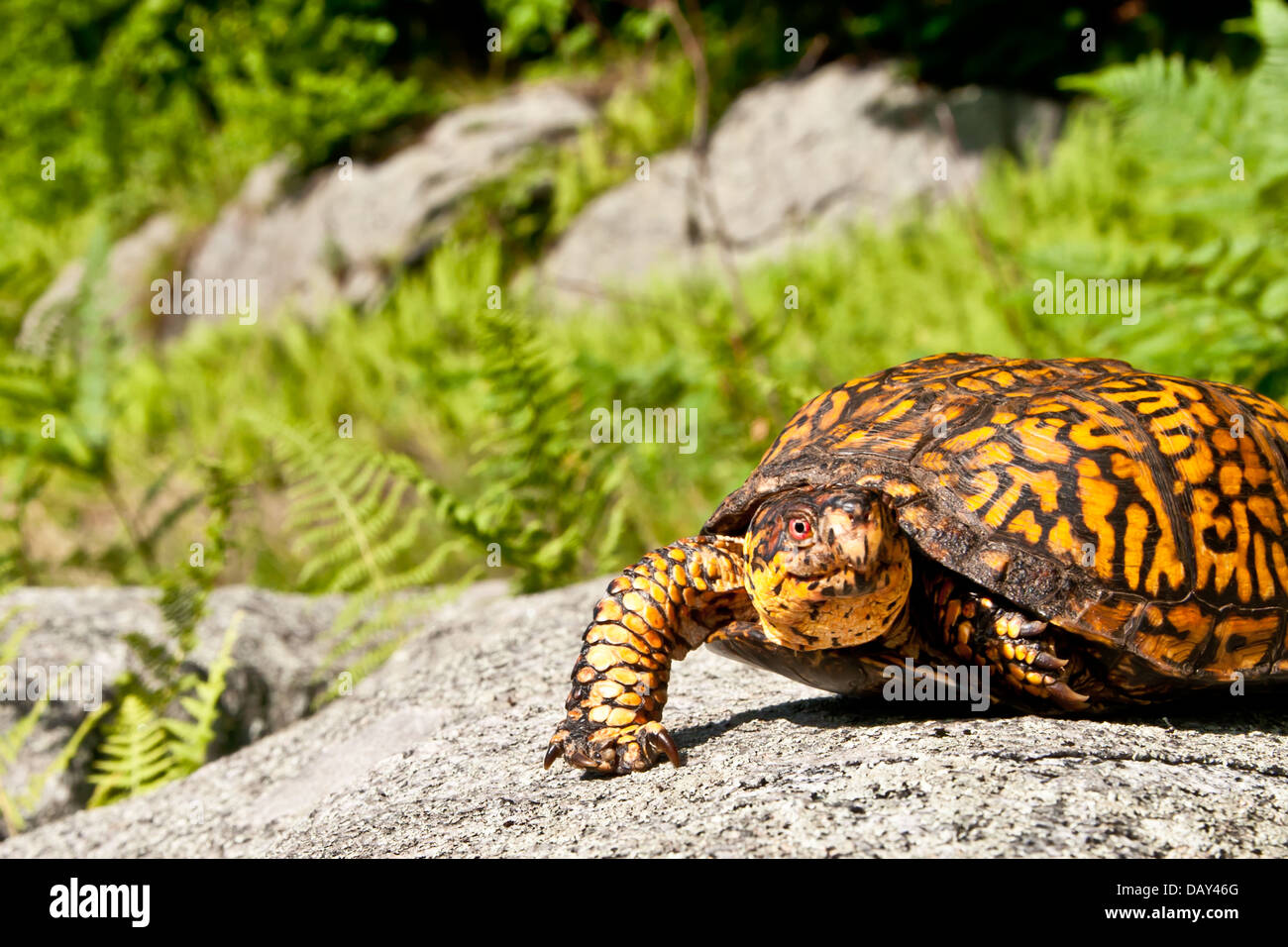 Red face box turtle hi-res stock photography and images - Alamy