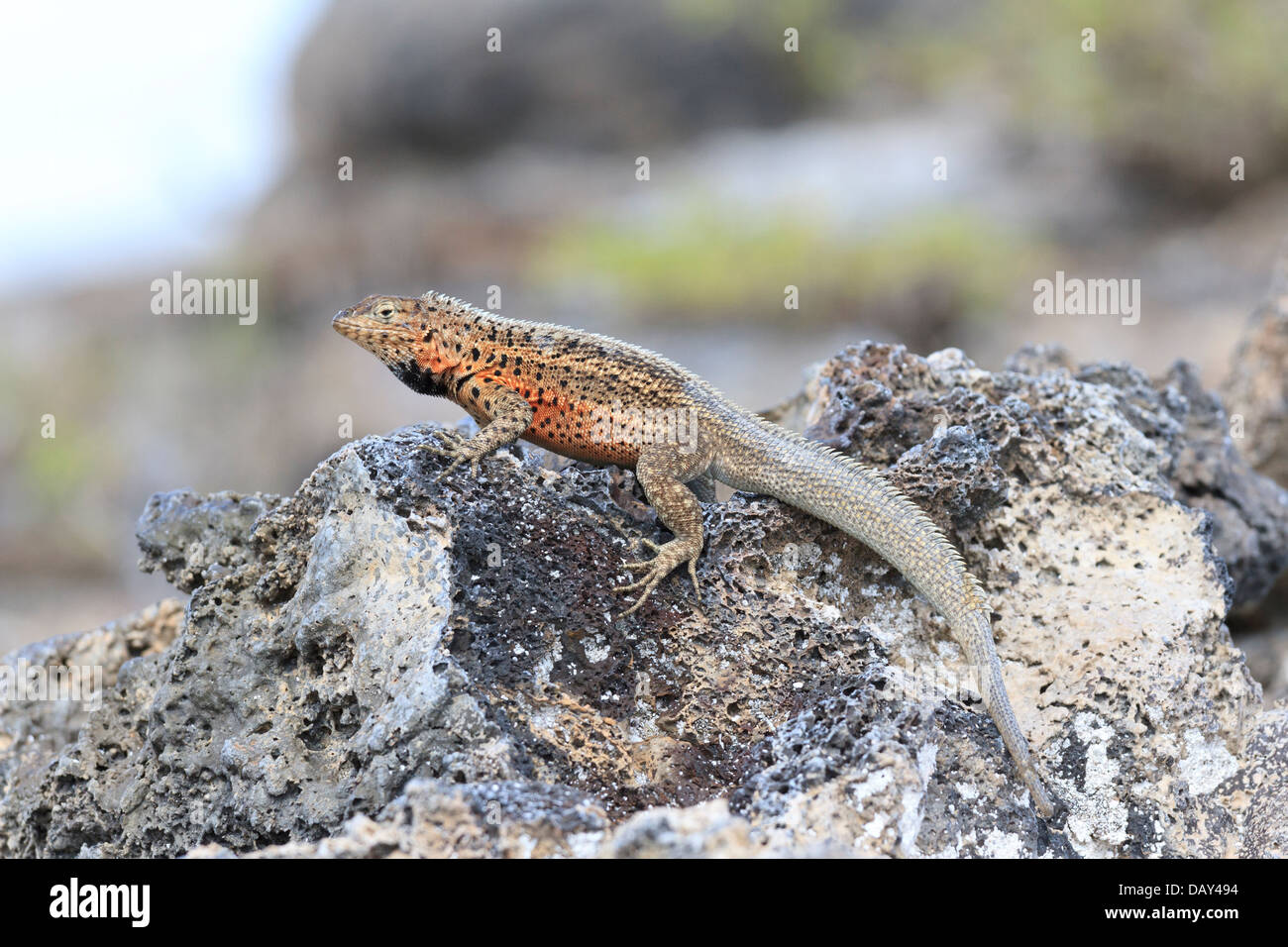 Galapagos Lava Lizard, Microlophus, Chinese Hat Island, Galapagos ...