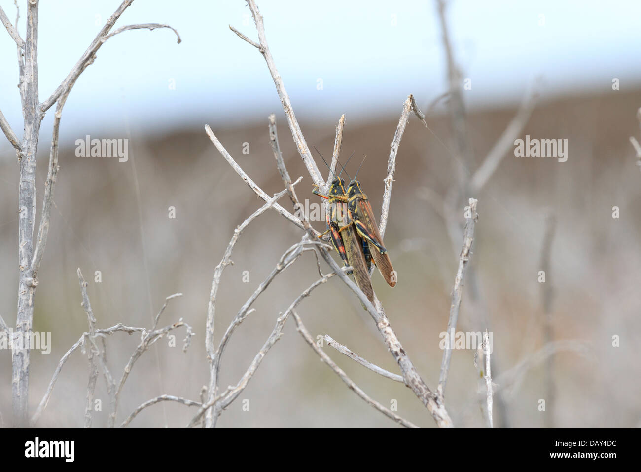 Large Painted Locust, Schistocerca melanocera, Chinese Hat Island ...