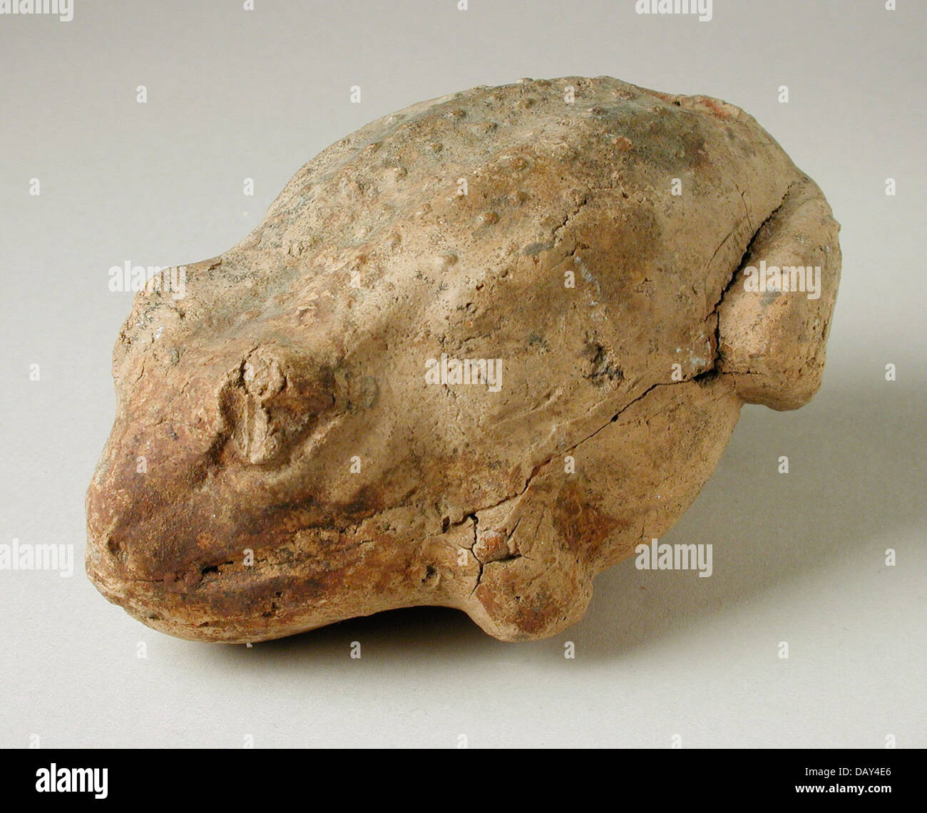 Panel frog hi-res stock photography and images - Alamy