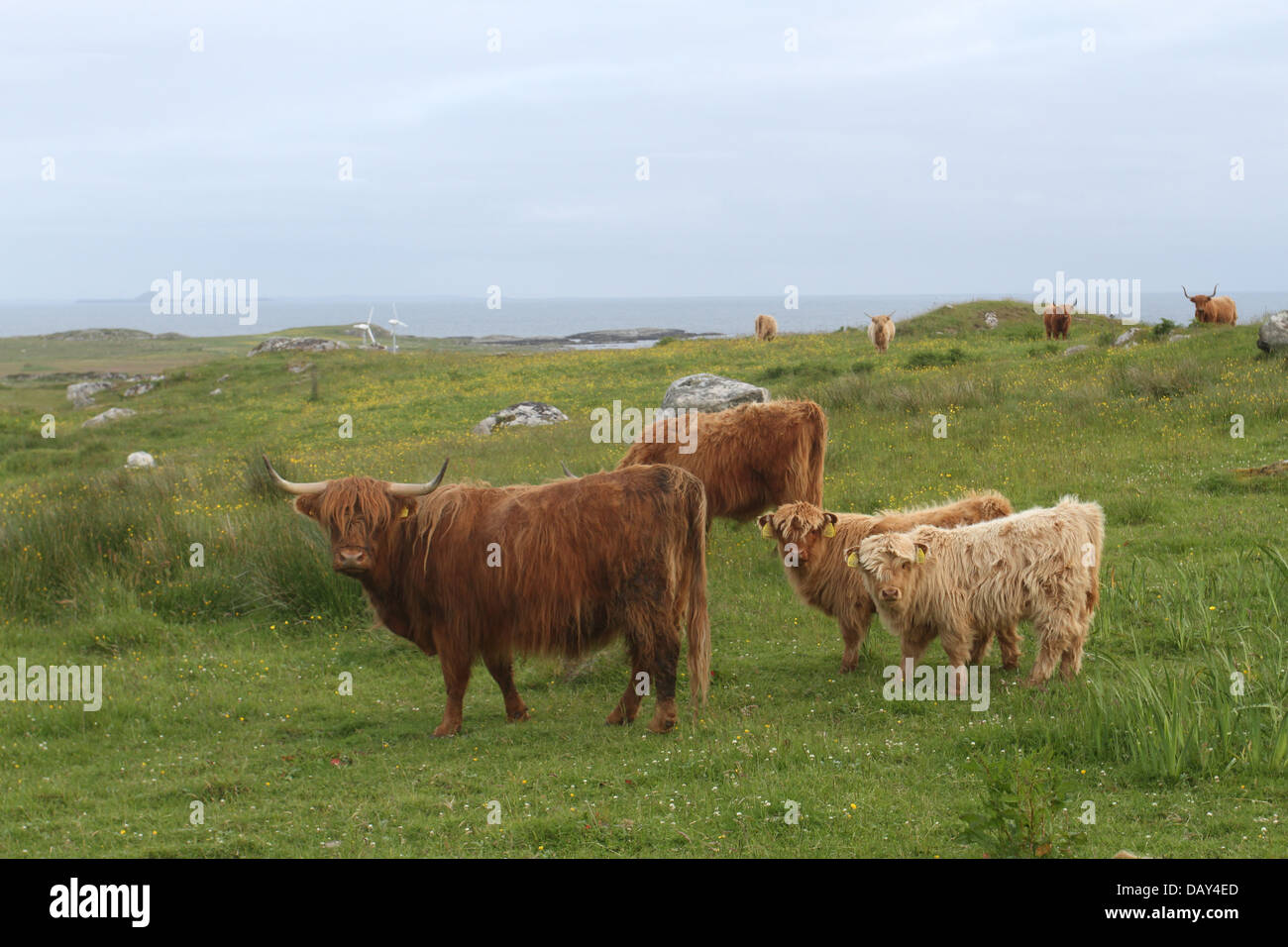 Highland cows Isle of Coll Scotland July 2013 Stock Photo - Alamy