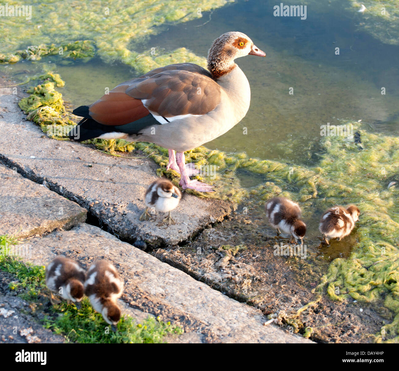 geese and goosling chick single and as a group closeups the colours of ...