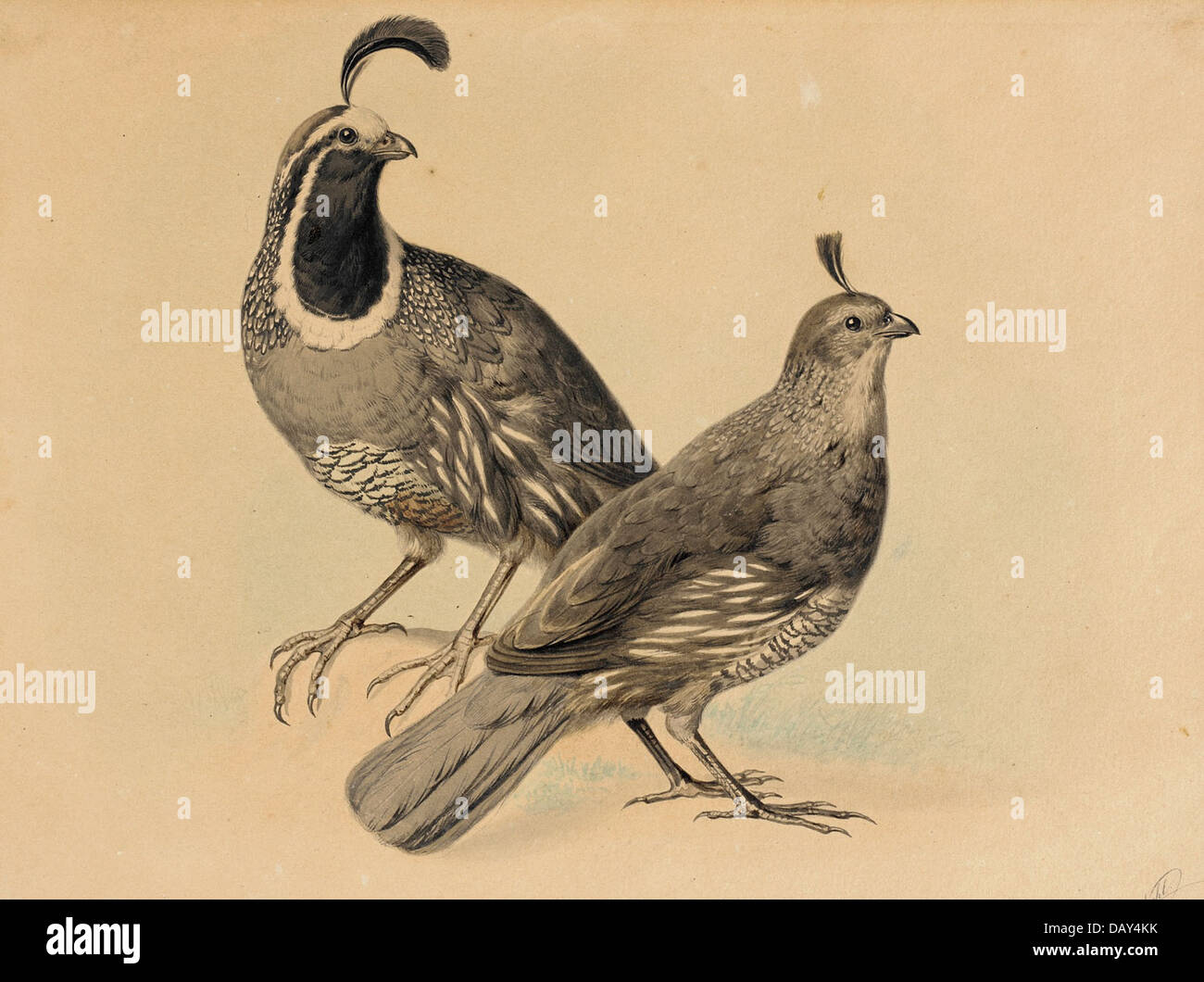 Gamble Quail M.79.231.1 Stock Photo - Alamy