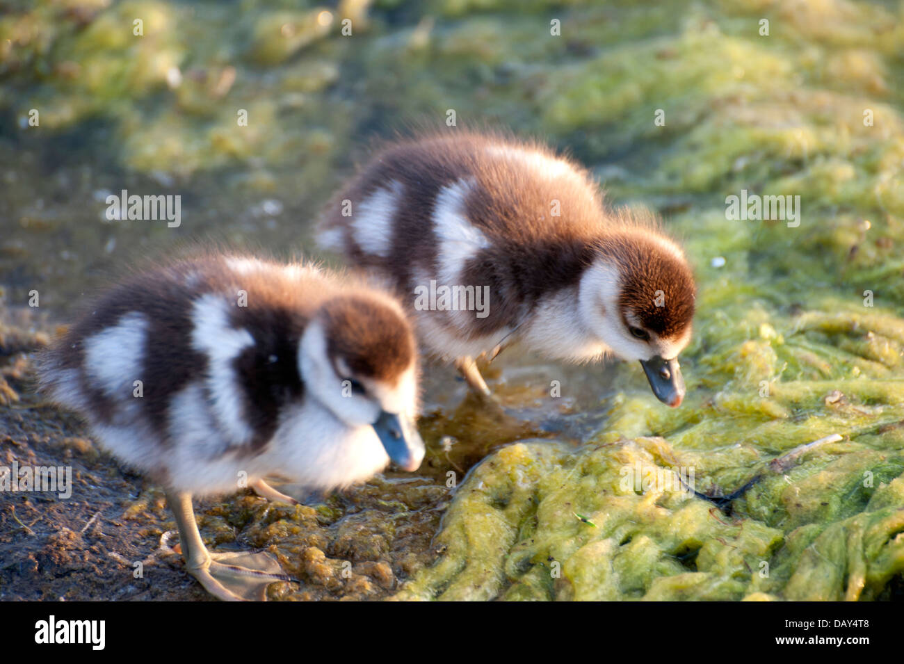 geese and gosling chick single and as a group closeups the colours of ...