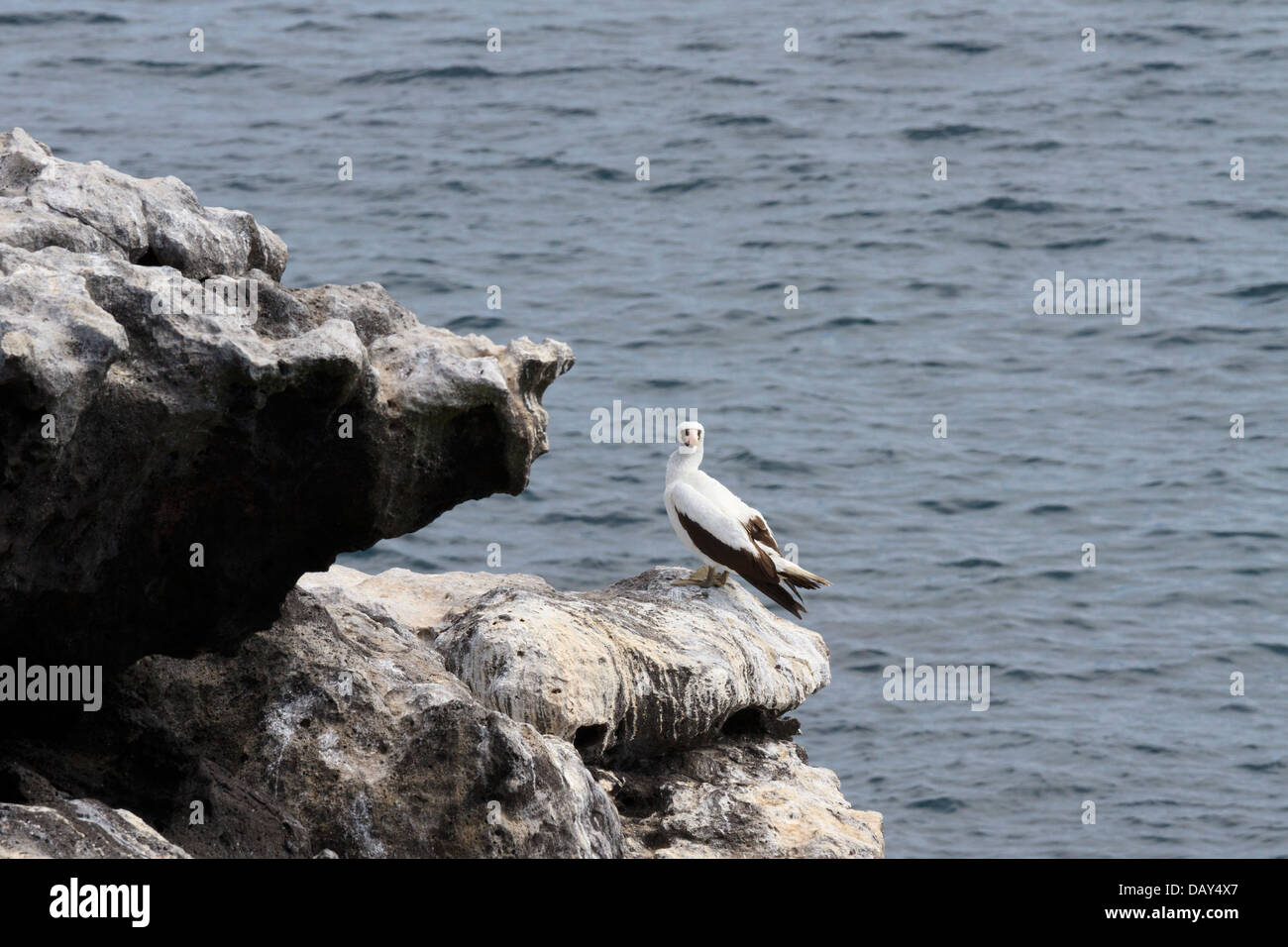 Masked Booby, Sula dactylatra, San Cristobal Island, Galapagos Islands ...