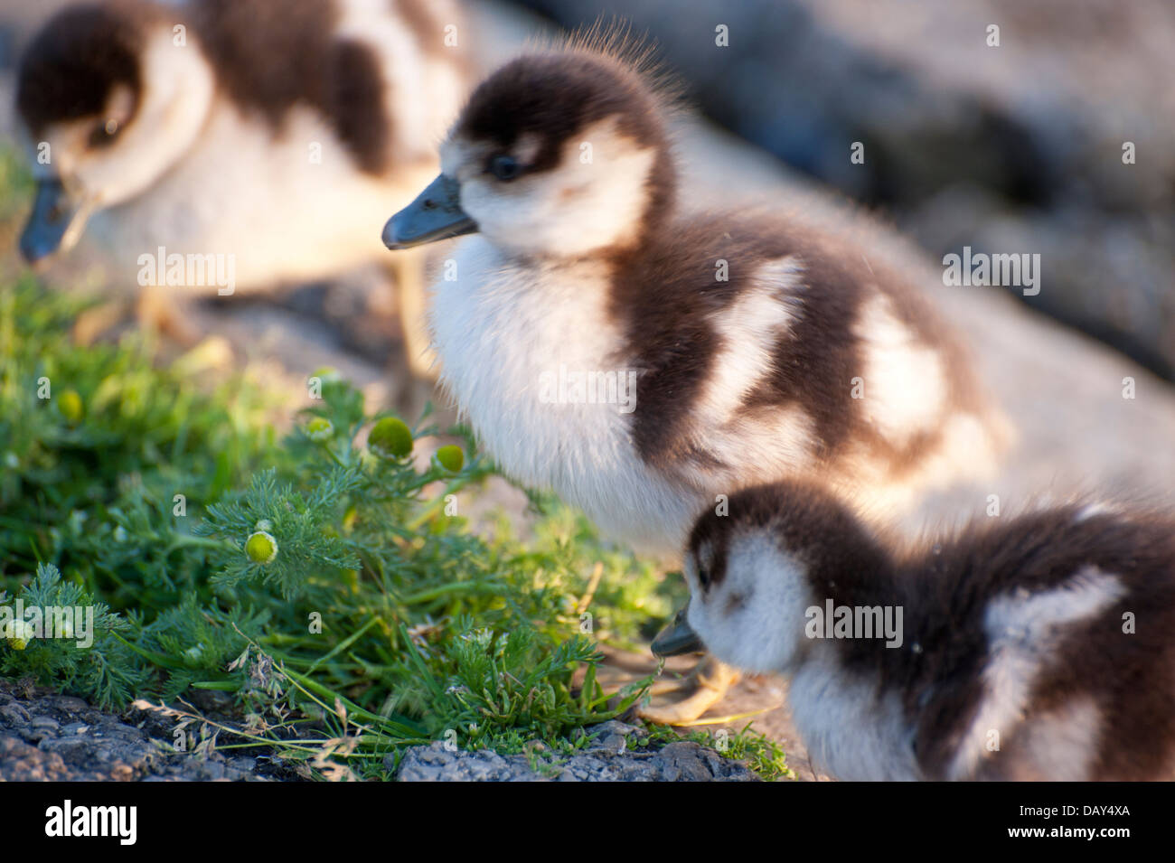 geese and gosling chick single and as a group closeups the colours of ...