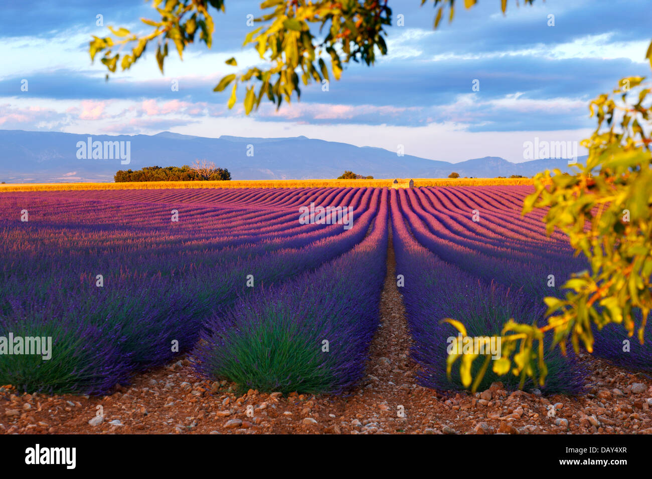 Beautiful lavender field in Provence, France Stock Photo - Alamy