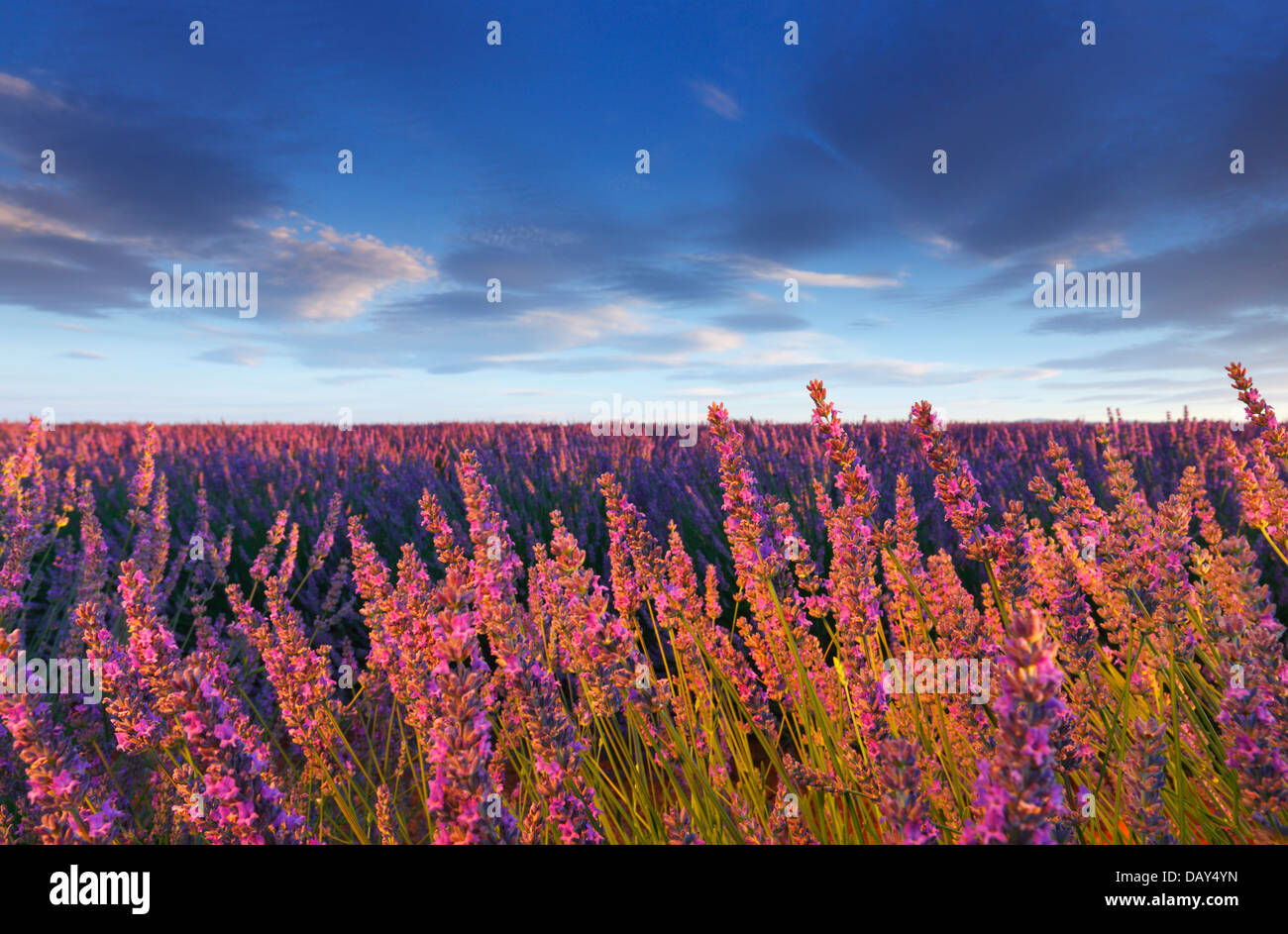 Lavender flower in Provence Stock Photo - Alamy