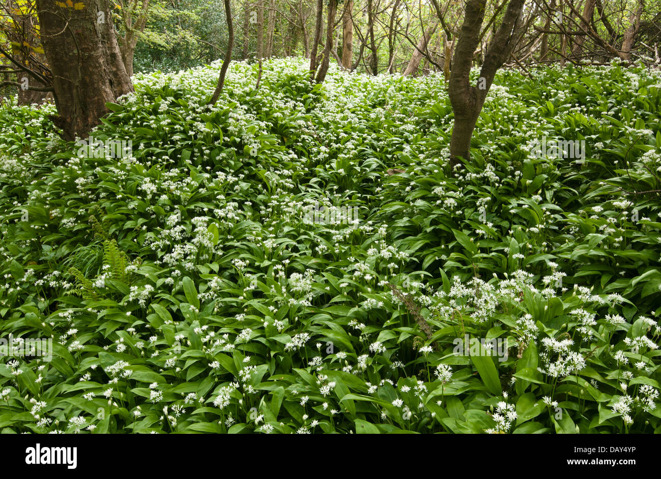 Wild Garlic near Worbarrow Bay Dorset England UK Stock Photo - Alamy