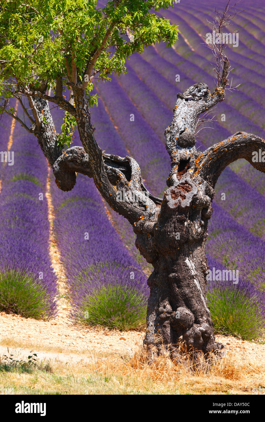 An old almond tree in lavender field in Provence, France Stock Photo ...