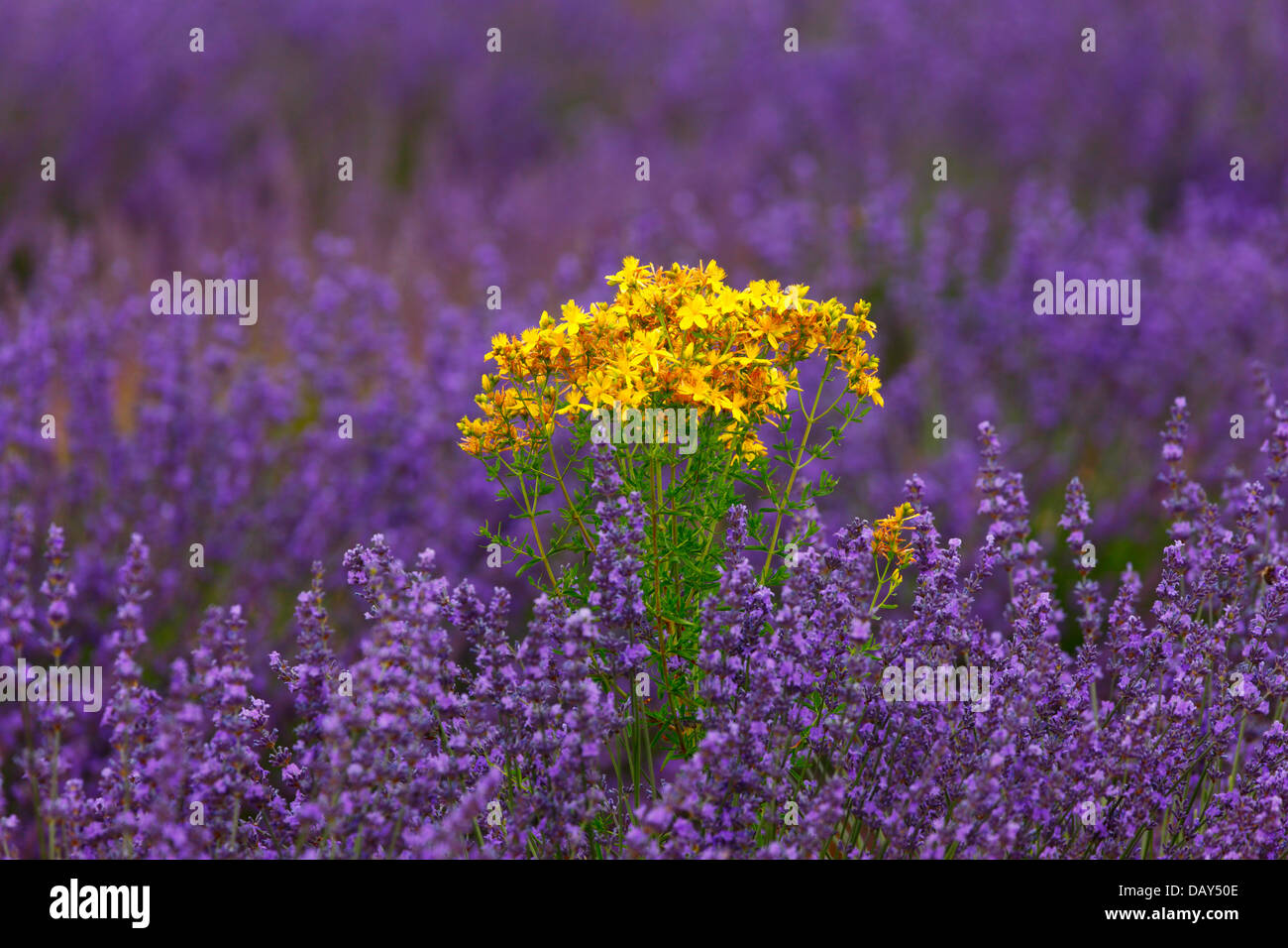 Kantarion flowers in lavender field, Provence Stock Photo - Alamy