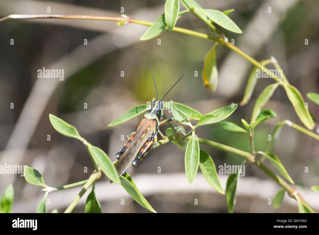 Large Painted Locust, Schistocerca melanocera, Santa Cruz Island ...