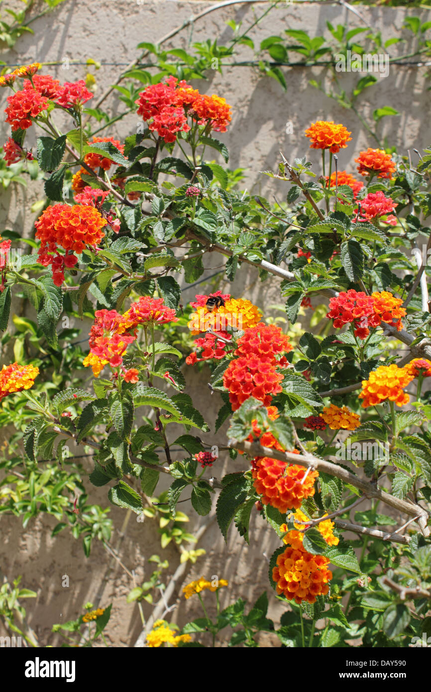 Mediterranean flowers hi-res stock photography and images - Alamy