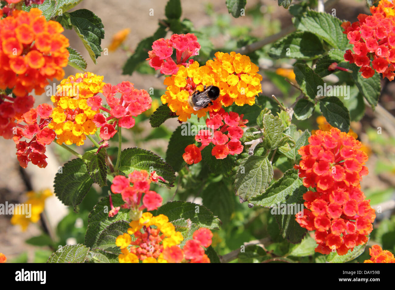 Exotic flowers on the Mediterranean island of Corsica Stock Photo - Alamy