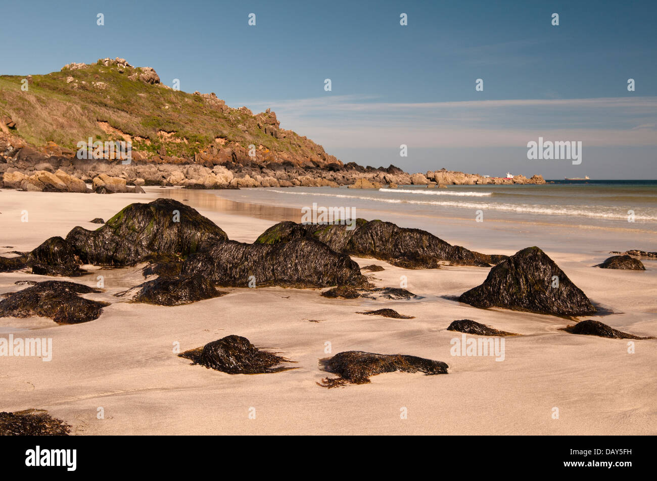 Coastal lizard hi-res stock photography and images - Alamy