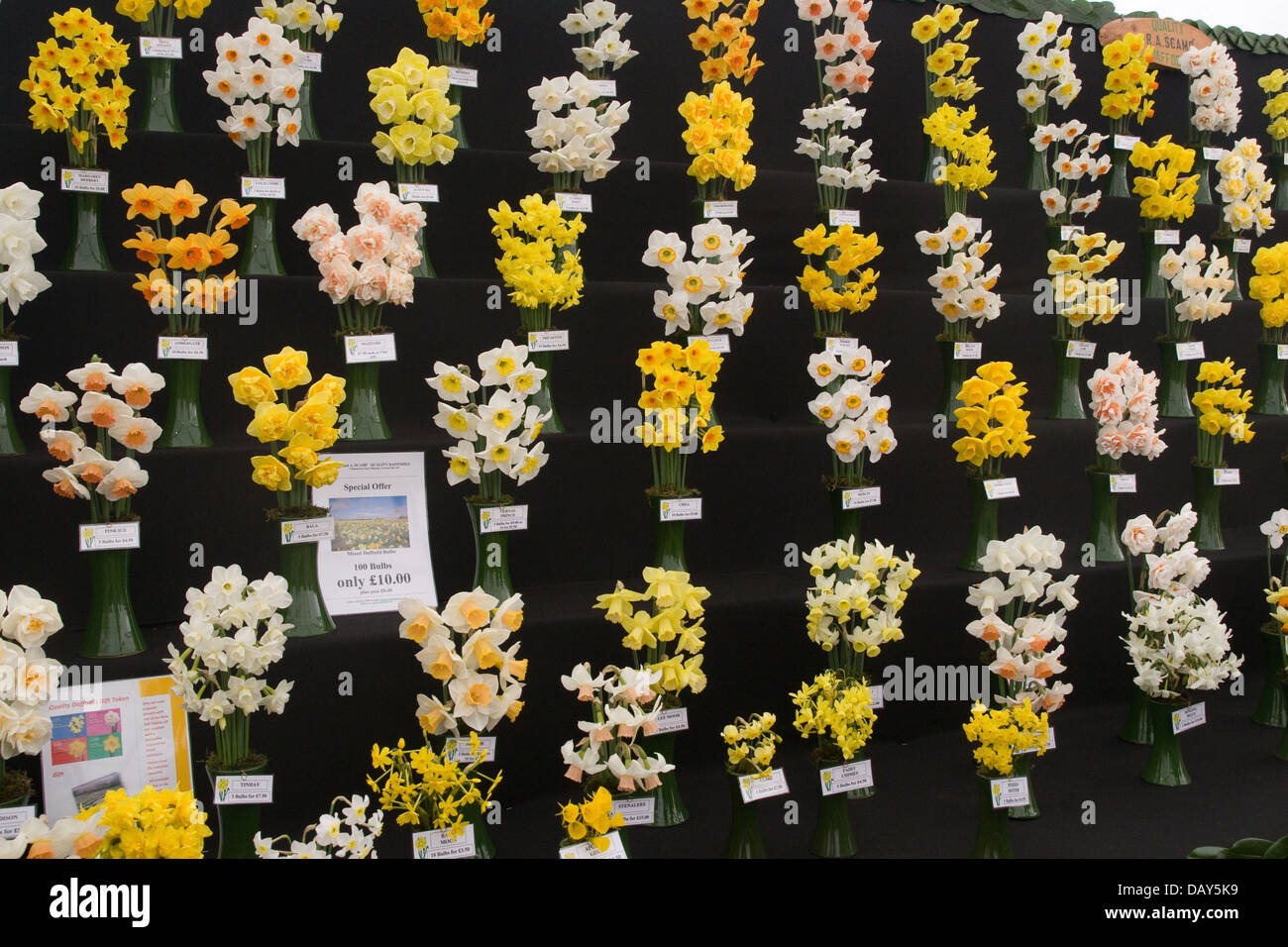 Display of daffodil varieties at RHS Cardiff Flower Show Stock Photo ...