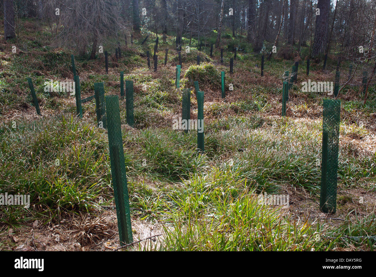 Tree protection tubes hi-res stock photography and images - Alamy