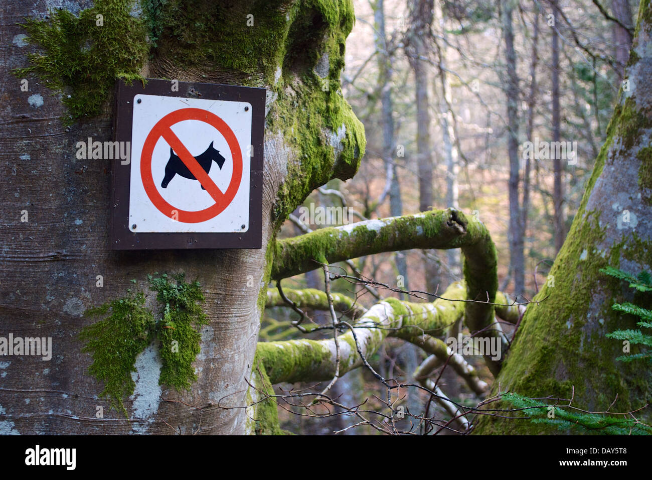 No Entry For Dogs Sign High Resolution Stock Photography and Images - Alamy
