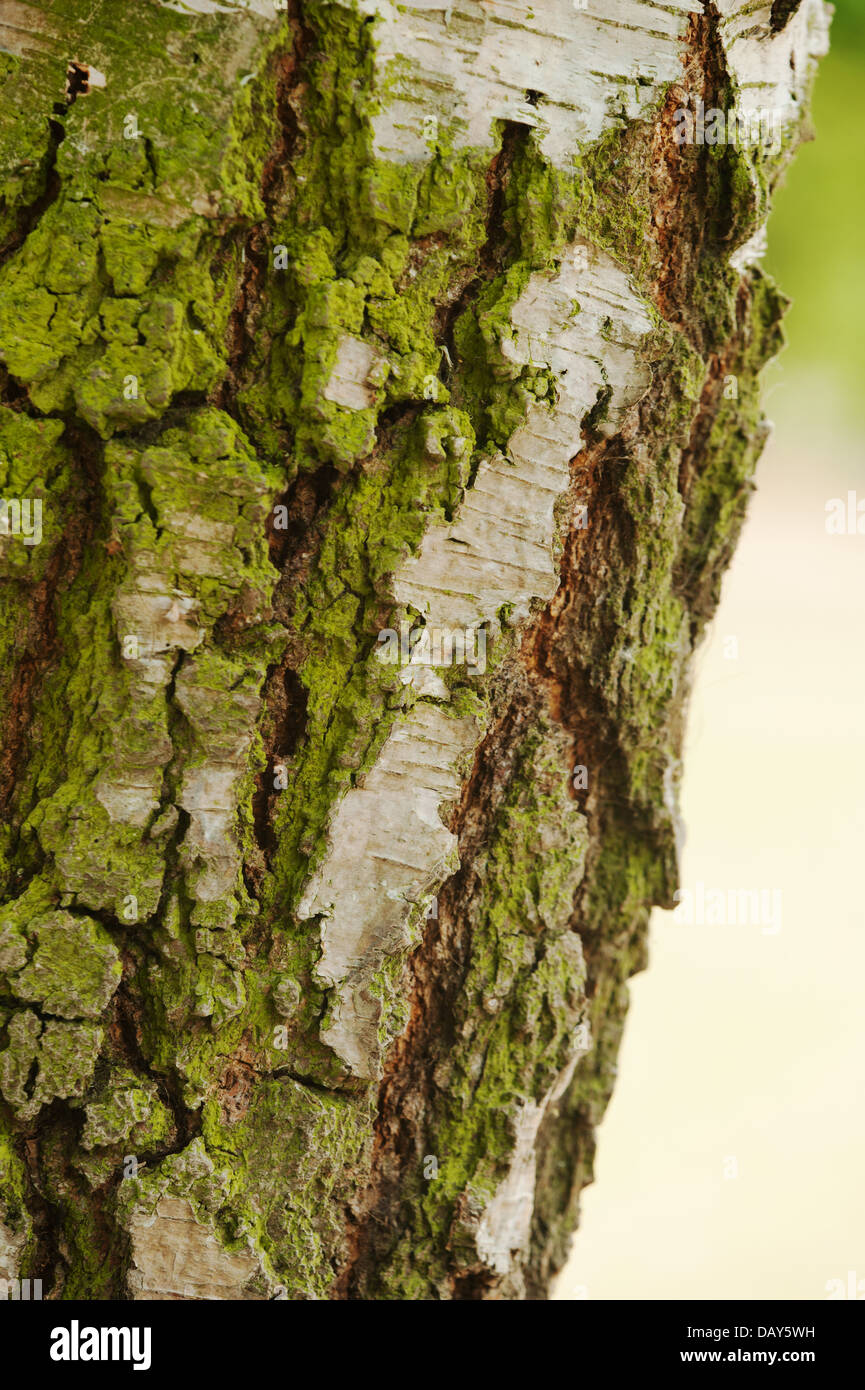Silver birch tree bark hi-res stock photography and images - Alamy
