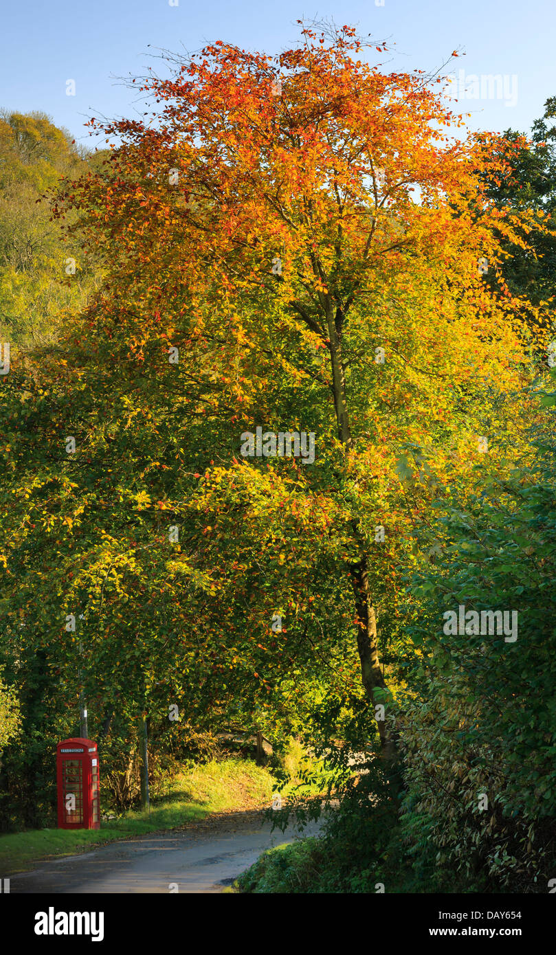 Autumn in the Gwaun Valley Fishguard Pembrokeshire Wales Stock Photo ...