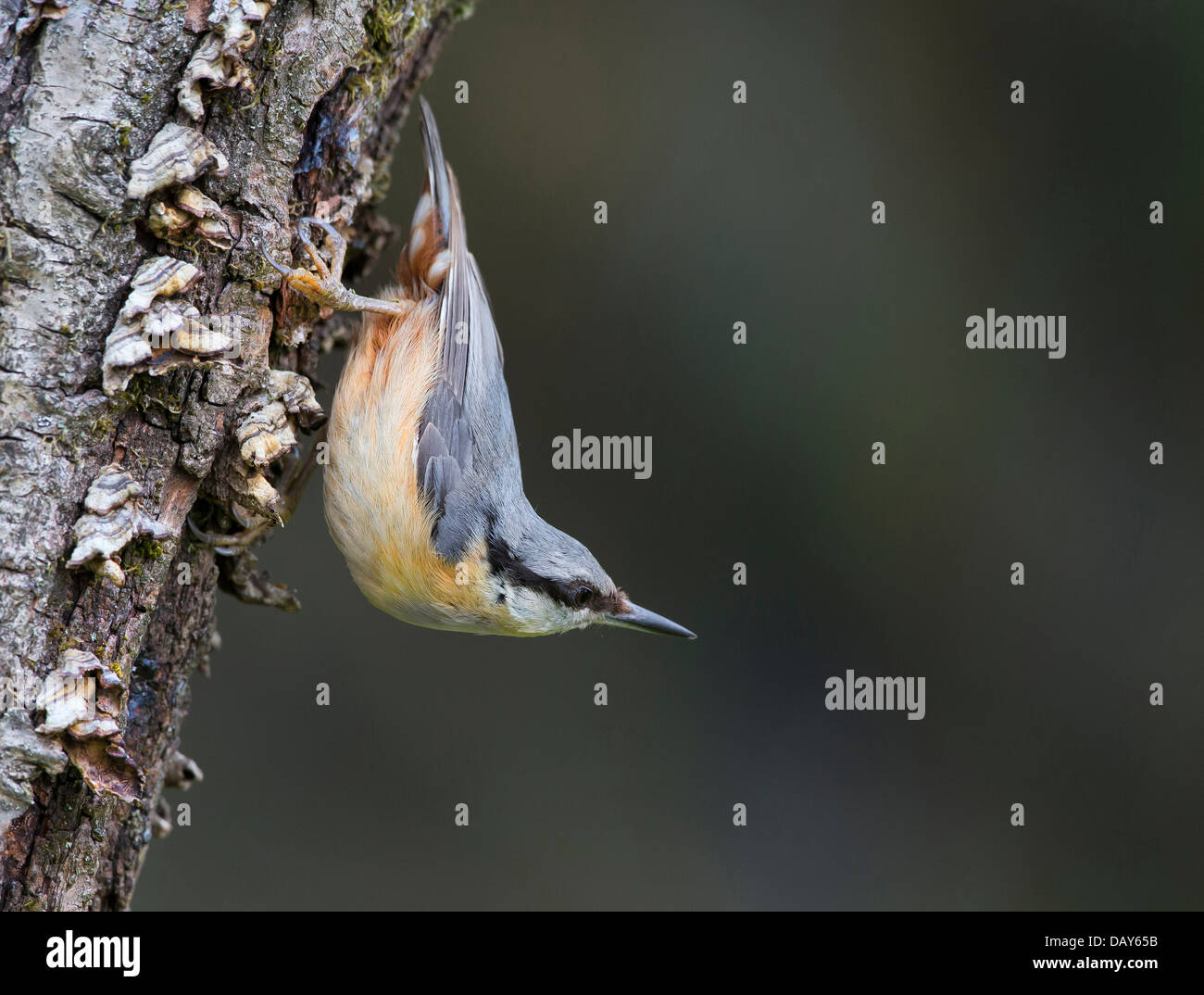 Nuthatch in classic pose Stock Photo - Alamy