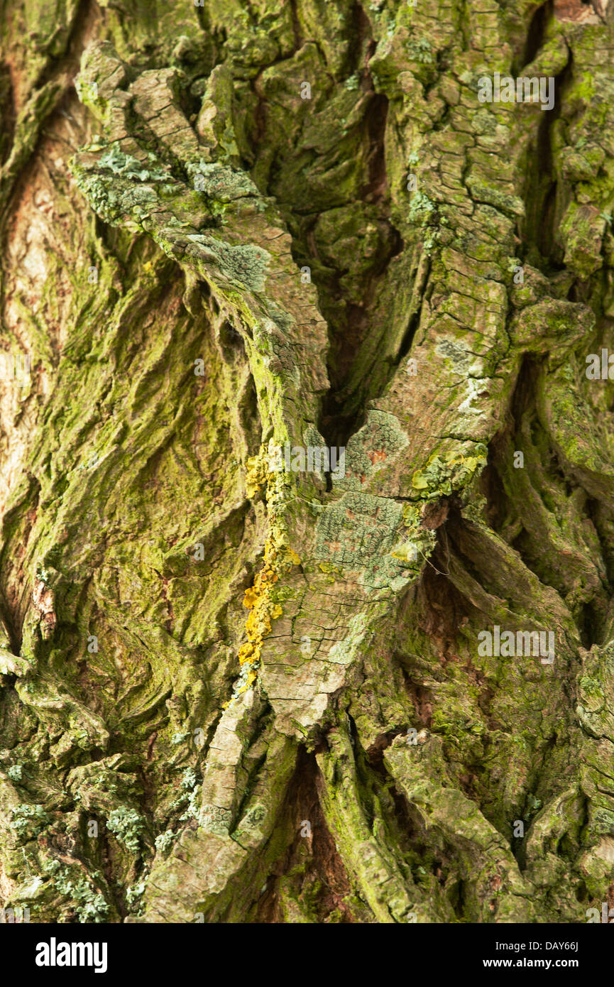 Tree lichen hi-res stock photography and images - Alamy