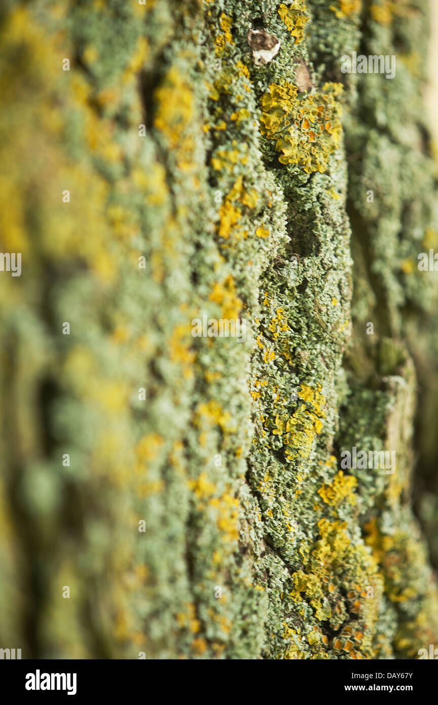 Tree lichen hi-res stock photography and images - Alamy