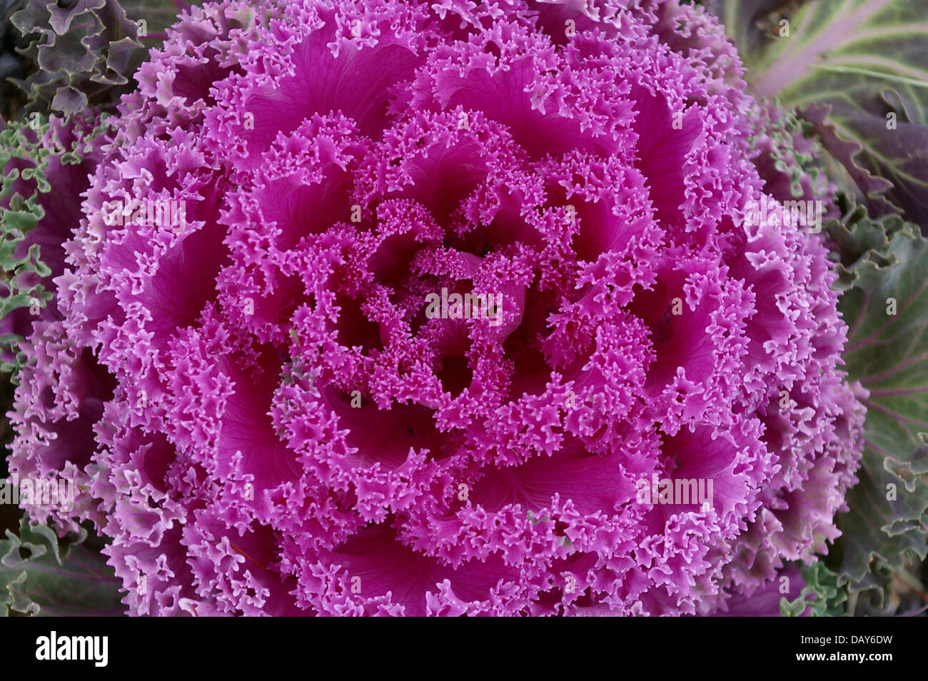 Ornamental cabbage flowers hi-res stock photography and images - Alamy