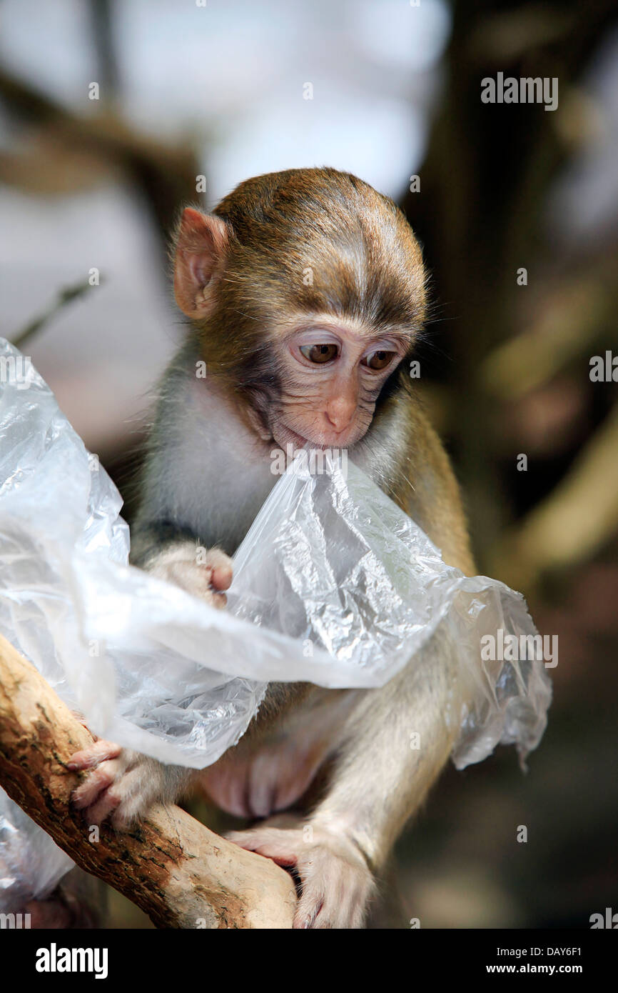 Portrait of the monkey. Park of monkeys in China Stock Photo - Alamy