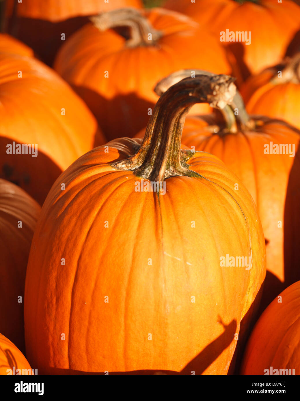 Shining pumpkin hi-res stock photography and images - Alamy