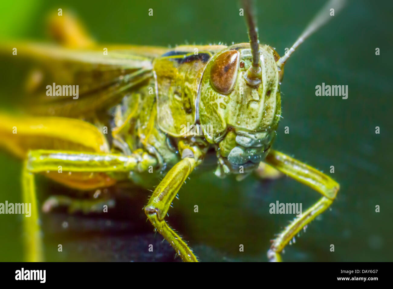 Portrait of a grasshopper Stock Photo - Alamy