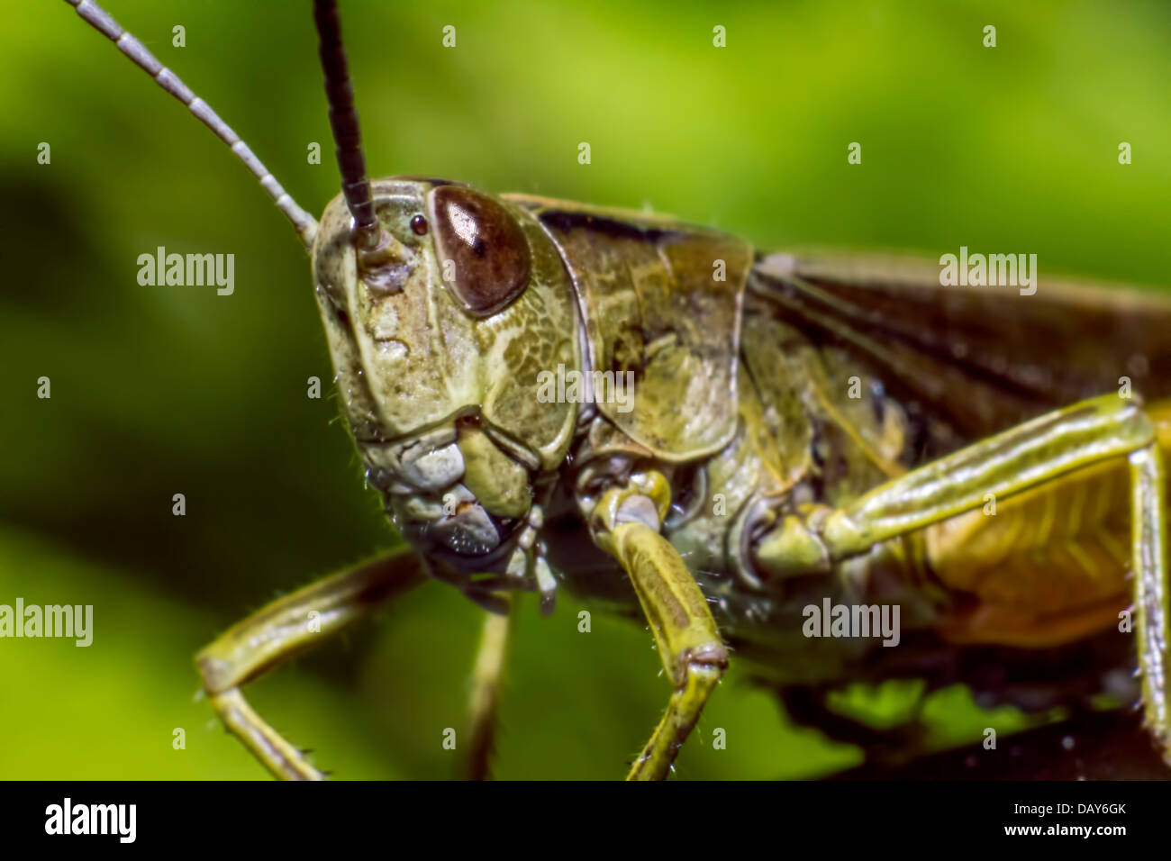 Portrait of a grasshopper Stock Photo - Alamy