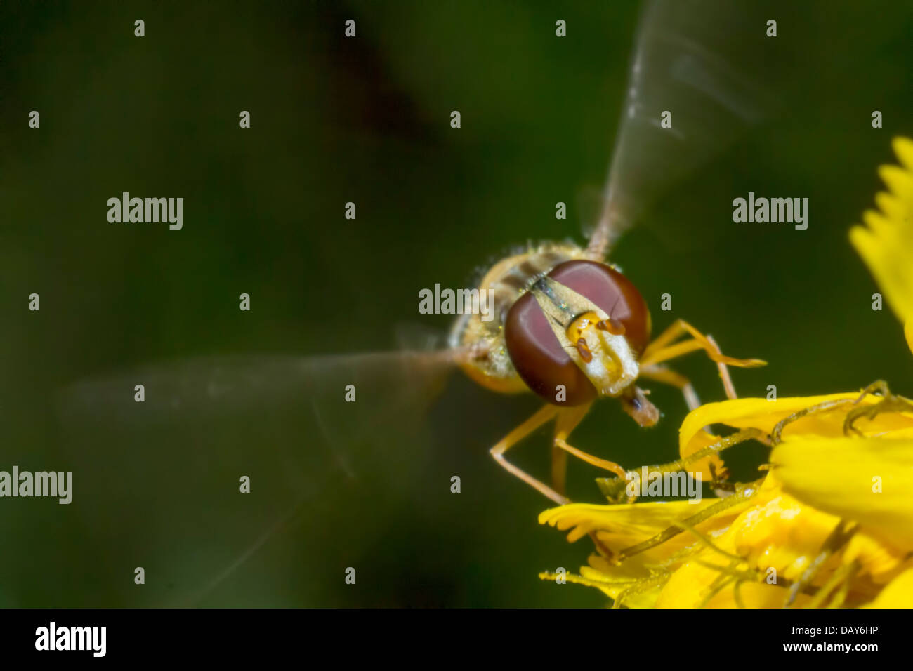 Portrait of a fly Stock Photo - Alamy