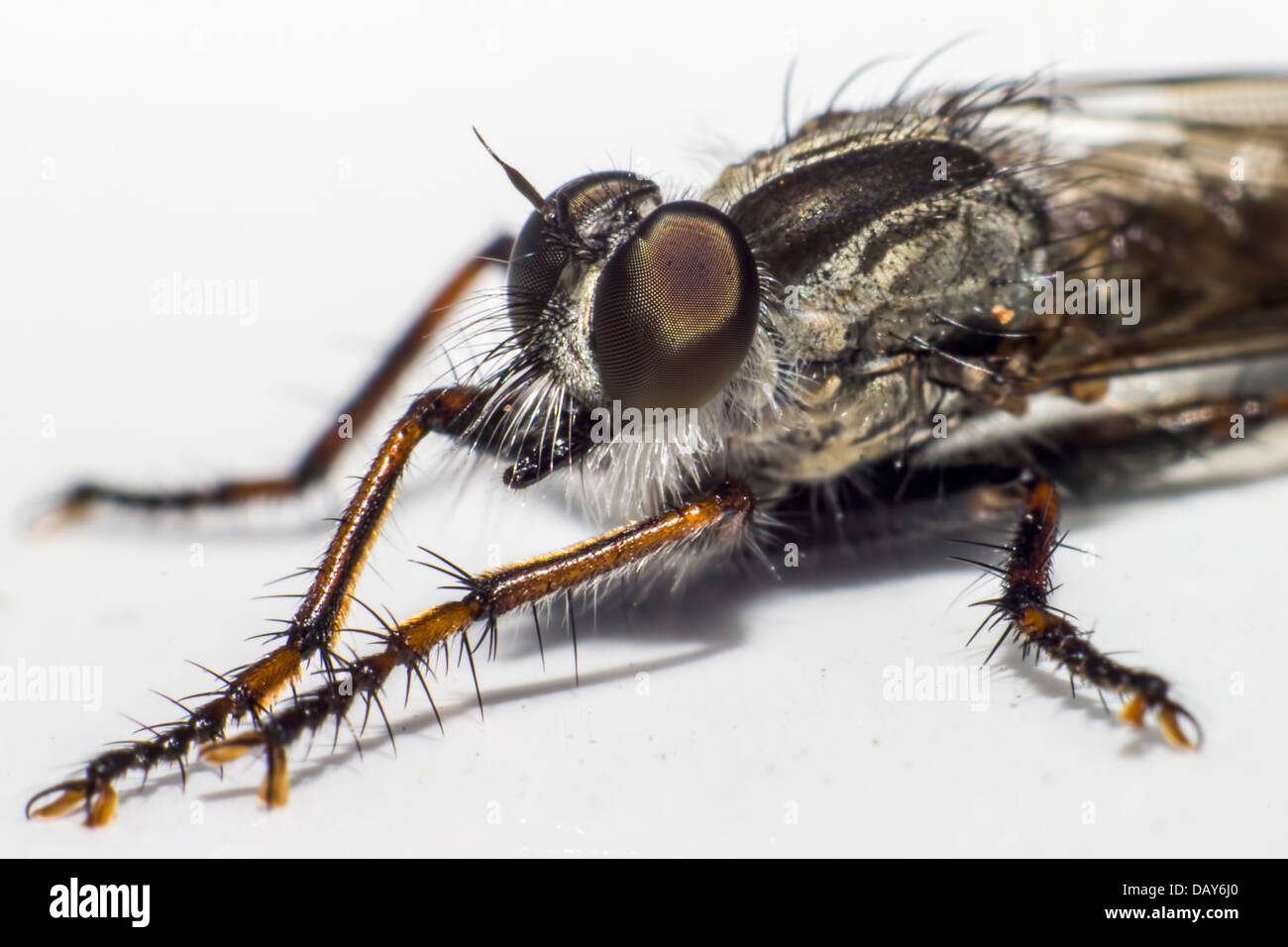 Portrait of a Fly Stock Photo - Alamy