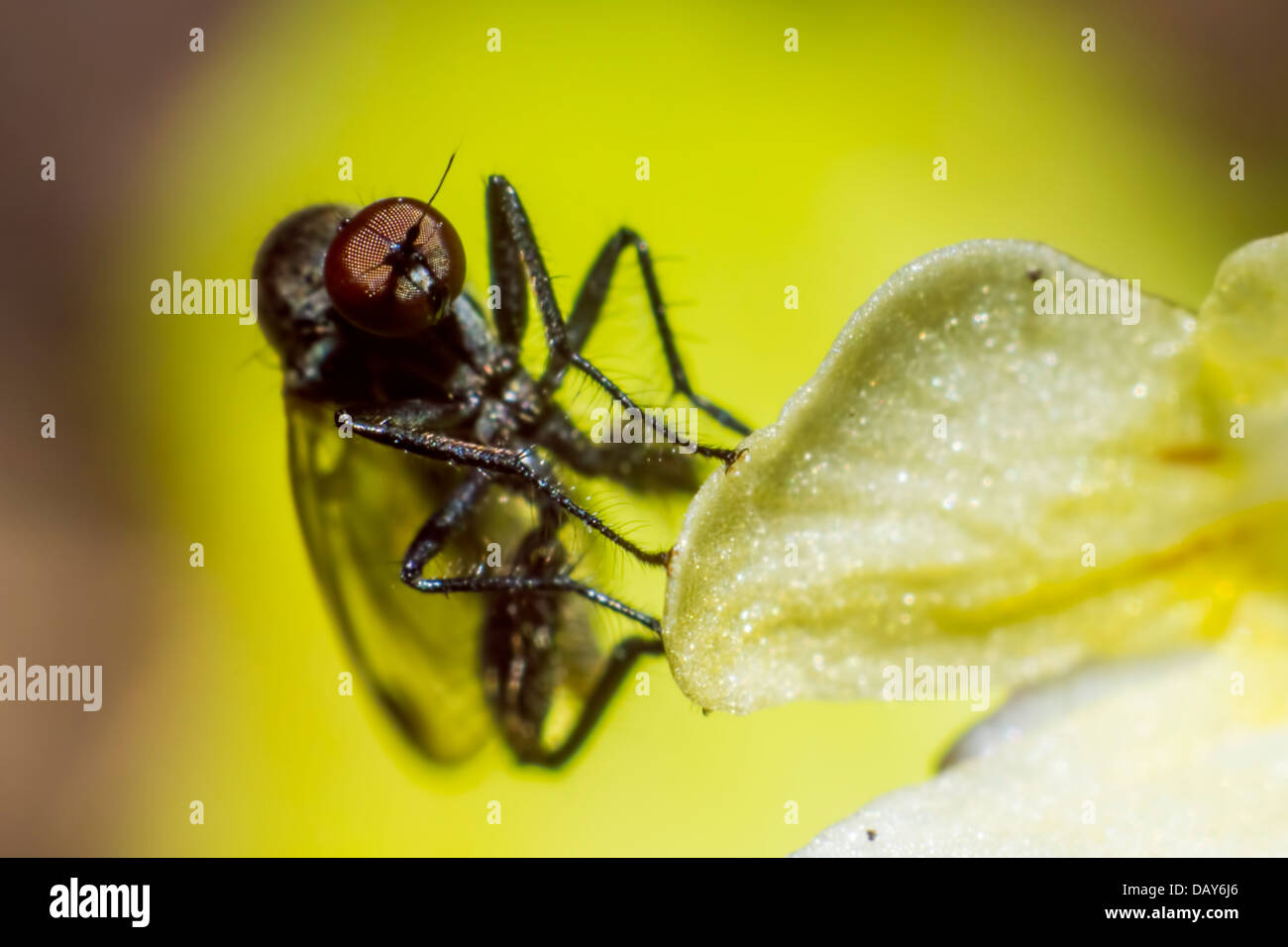 Portrait of a fly Stock Photo - Alamy