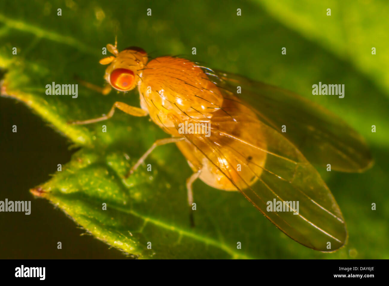 Portrait of a yellow fly Stock Photo - Alamy