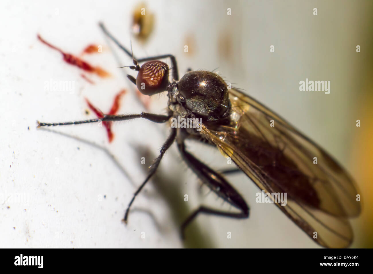 Portrait of a fly Stock Photo - Alamy